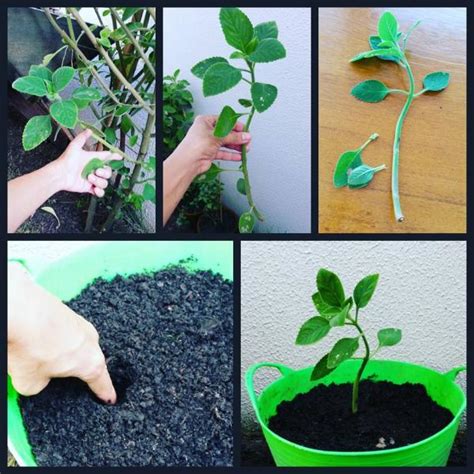 Como Plantar Boldo 7 Passos
