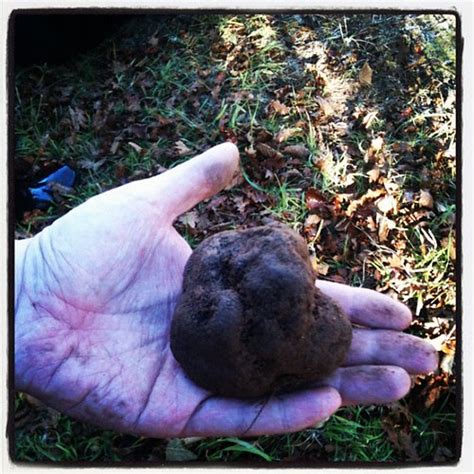 Truffle Hunt At The Canberra Truffle Festival Grab Your Fork A