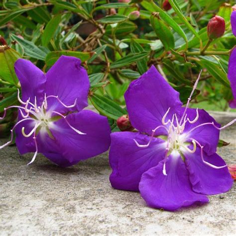 Princess Flower Tibouchina Urvilleana Mygardenlife