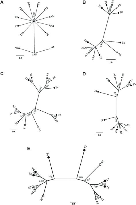 bayesian 50 majority rule consensus tree base on the dna sequences in