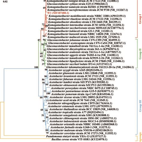 Neighbor Joining Phylogenetic Trees Of Bacterial 16s Rrna Sequence Of