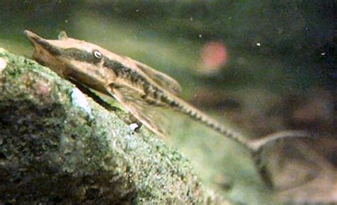 Sturisoma Robustum