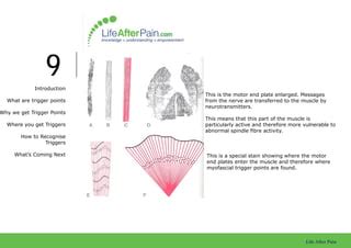Trigger Point Manual PDF