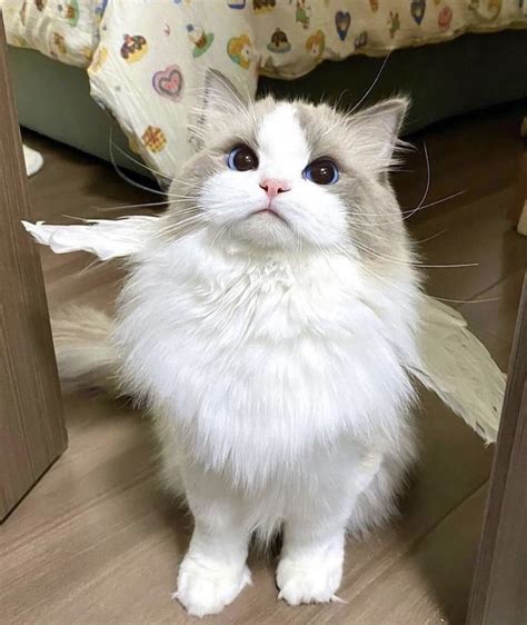 자기가 귀엽다는 걸 아는 고양이 포텐 터짐 최신순 에펨코리아