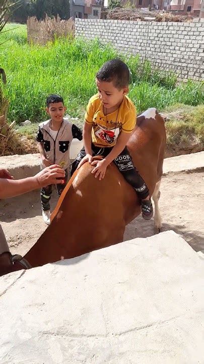 عجل العيد 🐂🐂 Youtube