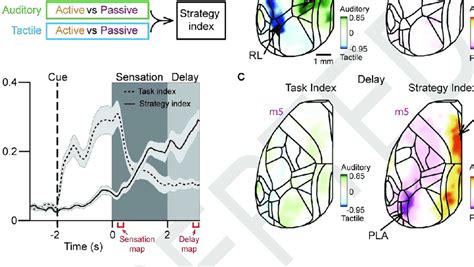 Task Modality And Behavioral Strategy Dominate Cortical Dynamics During