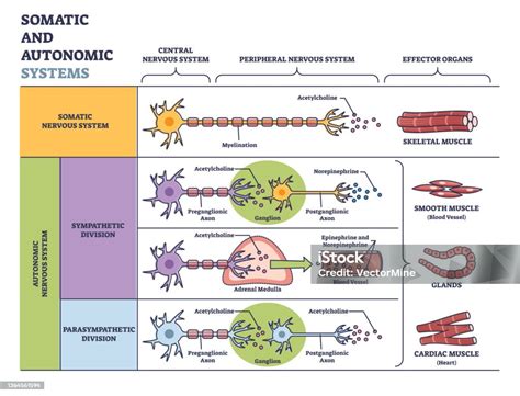 Somatisches Vs Autonomes Nervensystem Im Detaillierten Gliederungsdiagramm Stock Vektor Art Und