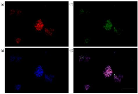 Annexinpi Labelling Of Neural Spheroids Treated With 15 Mm Mpp