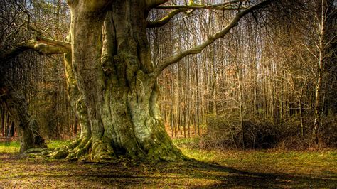 Дуб дерево в лесу (много фото) - treepics.ru