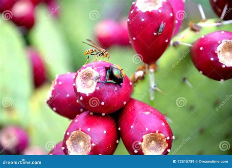 Bugs On A Cactus Stock Image Image Of Hornet Succulent 72515789