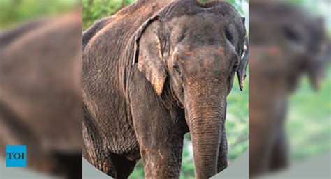 Female Elephant Kills Mahout At Theppakadu Elephant Camp Coimbatore