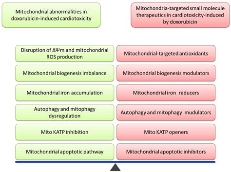 Doxorubicin Cardiotoxicity