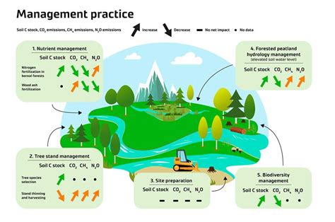 Los Suelos Forestales Pueden Aumentar La Mitigación Del Cambio Climático Con Una Gestión
