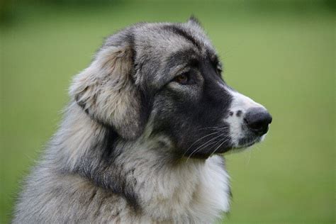 Ciobanesc Românesc Carpatin Koninklijke Nederlandse Kennelclub Cynophilia