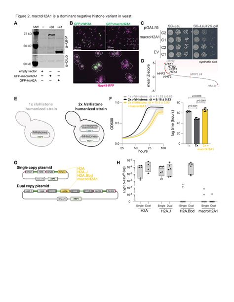 Macroh2a1 Is A Dominant Negative Histone Variant In Yeast A Western Download Scientific
