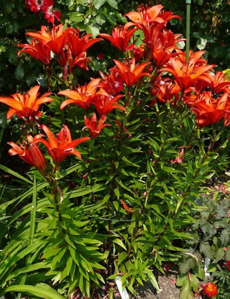 Lilium ‘firecracker Plants Oak Leaf Gardening