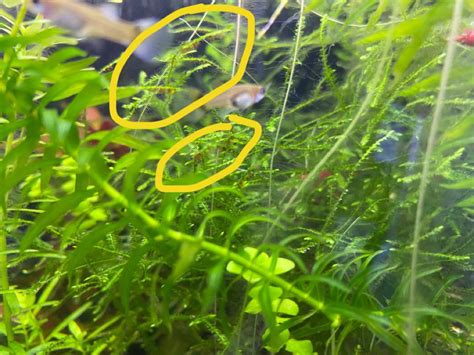 Does Anyone Know Why My Java Moss Has Red Things On It Rplantedtank