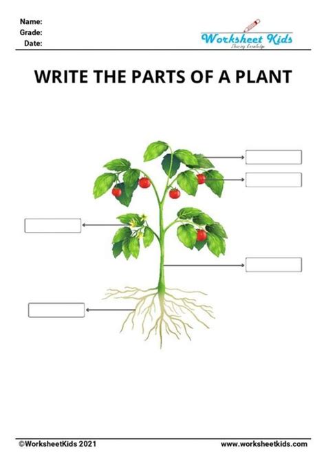 Free Plant Parts And Functions Worksheets Preschool To 2nd Grade Plants Worksheets Parts Of A