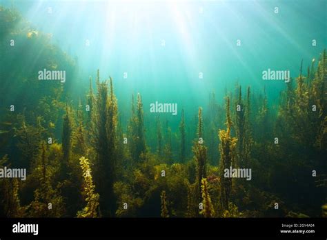Algae And Natural Sunlight Underwater Seascape In The Ocean Brown