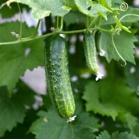 Cucumbers Abc Gardening Australia Magazine