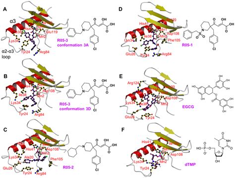 Binding Of Diketo Inhibitors Egcg And Dtmp In The Active Site Of Ph1n1 Download Scientific