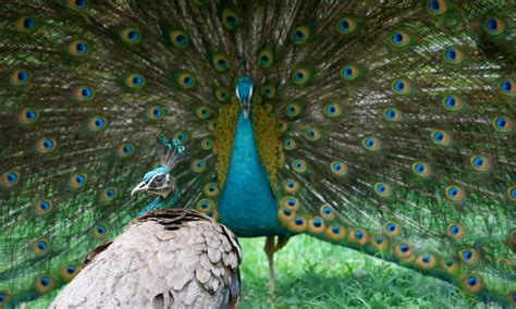 Male Vs Female Peacocks How To Tell The Difference With Pictures 2025