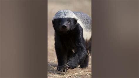 非洲平頭哥—蜜獾 Honey Badger Shorts Youtube