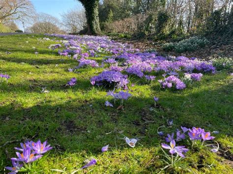 Springchallenge Fpwd Frompolandwithdev Springchallenge From Poland With Dev