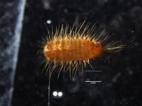 Cbp Agriculture Specialists Discover 40 Dead Khapra Beetle Larvae On