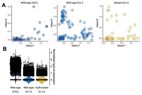 Fig S11 Differences Between Wild Type And Fgf8 Mutant Cells Do Not