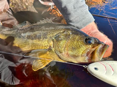 Glide Baits For Bass Outdoor Life