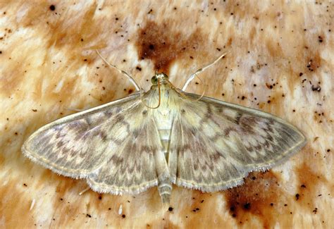 Lycaenid Colias