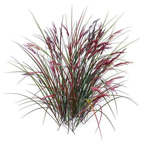 Blue Grama Grass With Bold Red Reed And Turquoise Hints Gras Fresh Green Grass Textures For