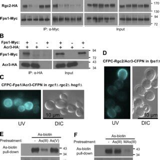 Regulation Of The Glycerol Channel Fps1 In Response To Arsenate And