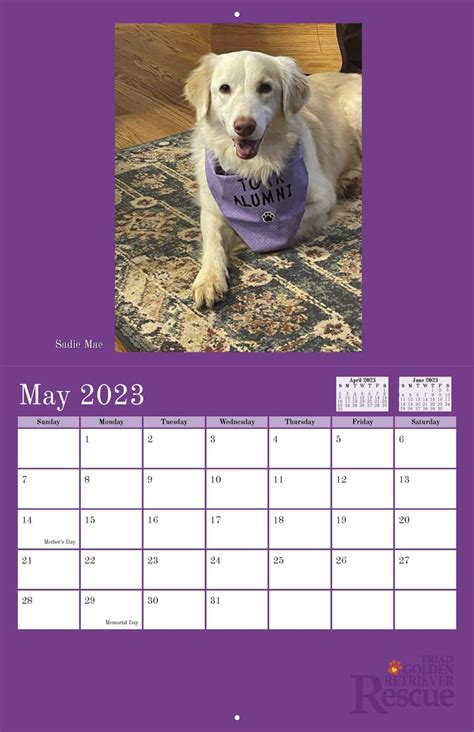 Triad Golden Retriever Rescue 2023 Calendar Fundraising
