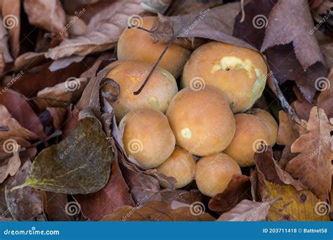 Fungi Are Saprophytes And Parasites That Live On Trees In Parks And Forests Of The Planet Stock