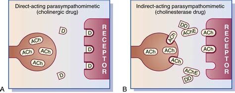 Cholinergic Agonists And Antagonists Basicmedical Key