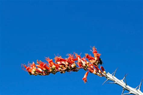 沙漠植物百科全书 蜡烛木 仿真假山与仿真树作用