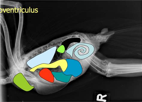 Avian Viscera Lateral View Radiograph Diagram Quizlet