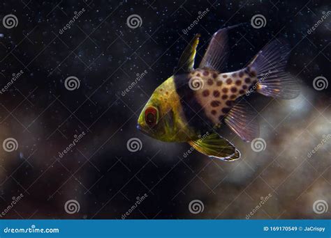 Cardinalfish Apogonidae Pterapogon Kauderni Small Tropical