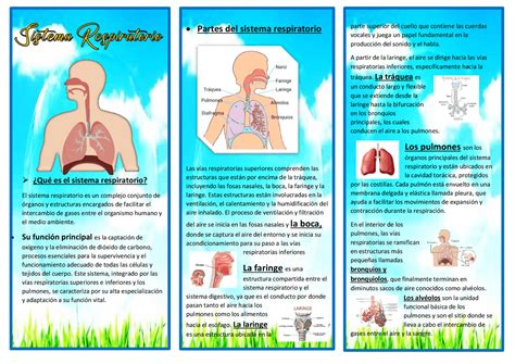 Sistema Respiratorio Guías Proyectos Investigaciones De Anatomía