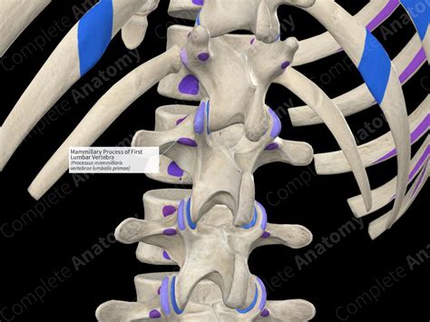 Mammillary Process Of First Lumbar Vertebra Right Complete Anatomy