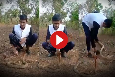 Viral Video Karnataka Man Tries Handling 3 Cobras At Once Stunt Goes