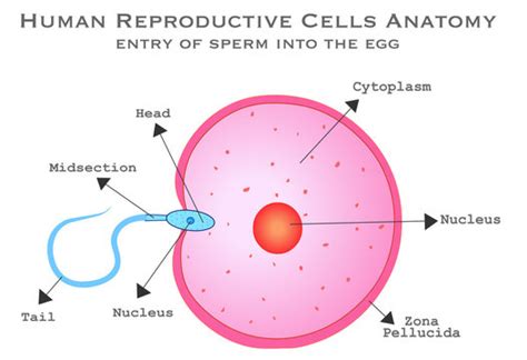 Human Female Egg Diagram