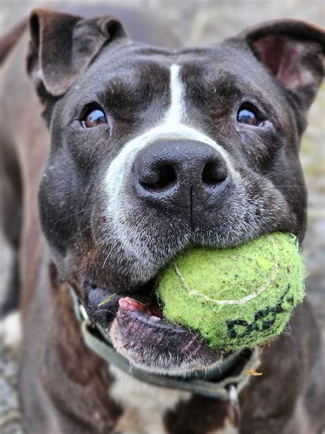 Rosie Is Heading Into True Friends Animal Welfare Center