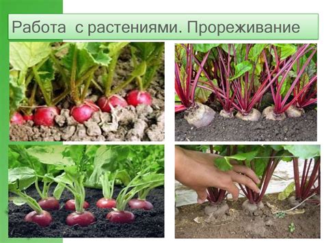 Агротехнические приемы - презентация онлайн