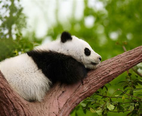 大熊猫直播还没看？tsingee轻松打造动物园直播，在线看，时时看~ 腾讯云开发者社区 腾讯云