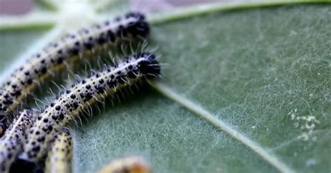 How To Get Rid Of Hairy Caterpillars Knockout Pest Control By Rentokil