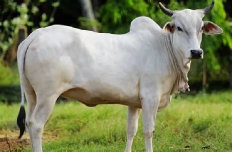 देसी गाय की संपूर्ण जानकारी पढ़ें। देसी गाय की विशेषताएं।