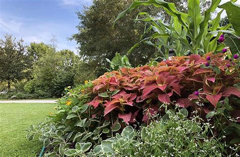Foodscaping How To Create An Edible Landscape Joe Gardener